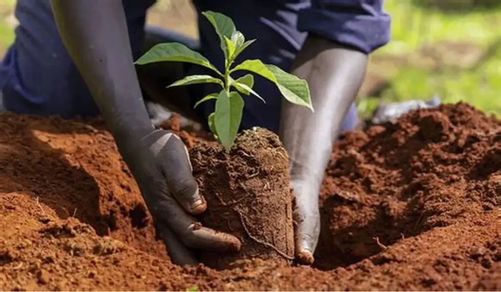 TREE PLANTING EVENT – Domasi College of Education-DCE